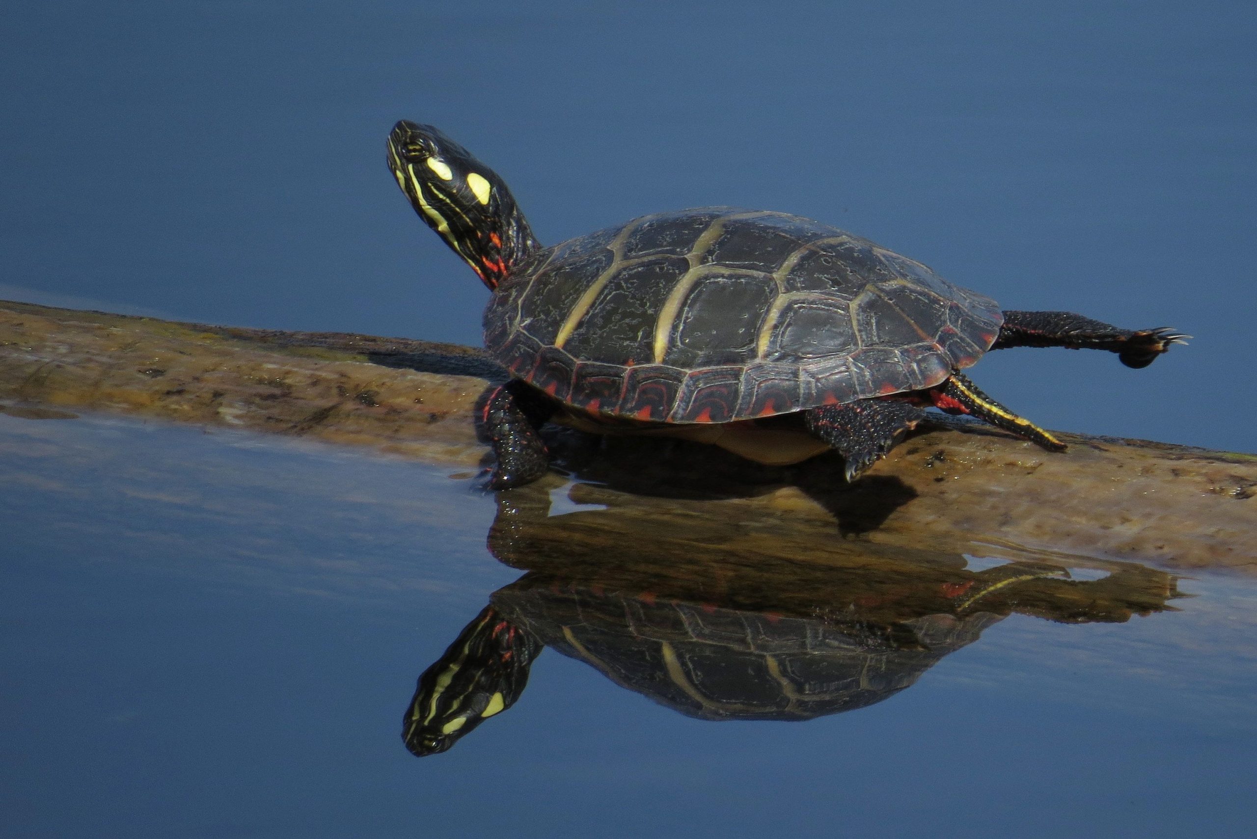 Penobscot River Paddling Trail